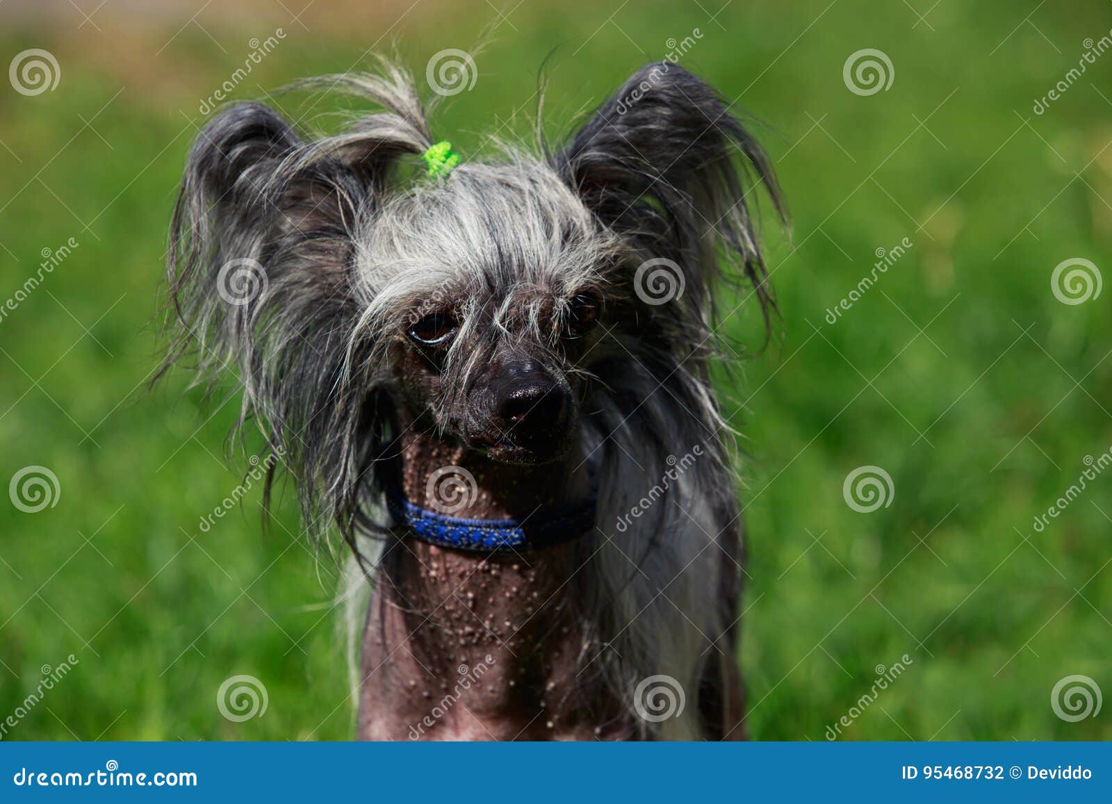 Cinese Della Razza Del Cane Crested Fotografia Stock - Immagine di ...