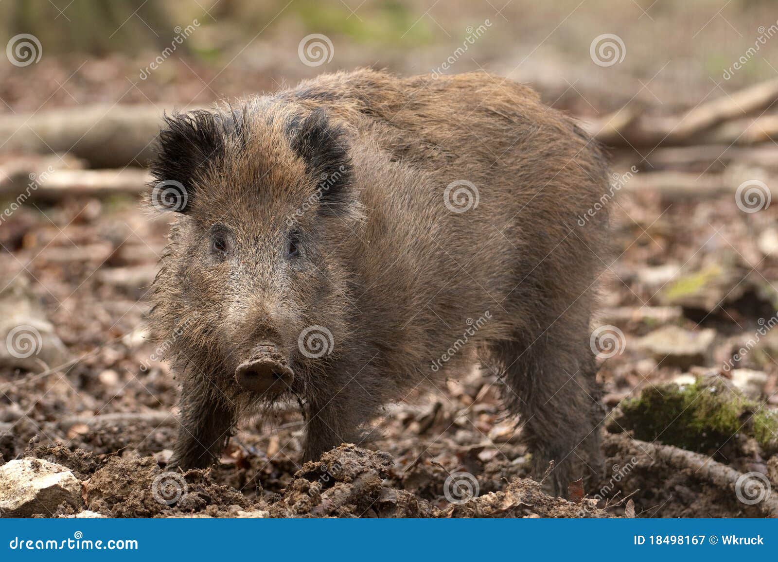 Cinghiale immagine stock. Immagine di selvaggio, mammifero - 18498167