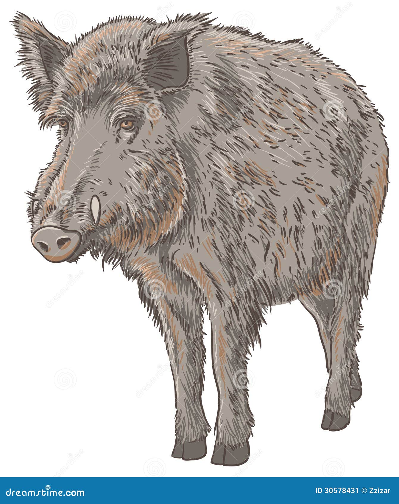 Cinghiale illustrazione vettoriale. Illustrazione di legno - 30578431