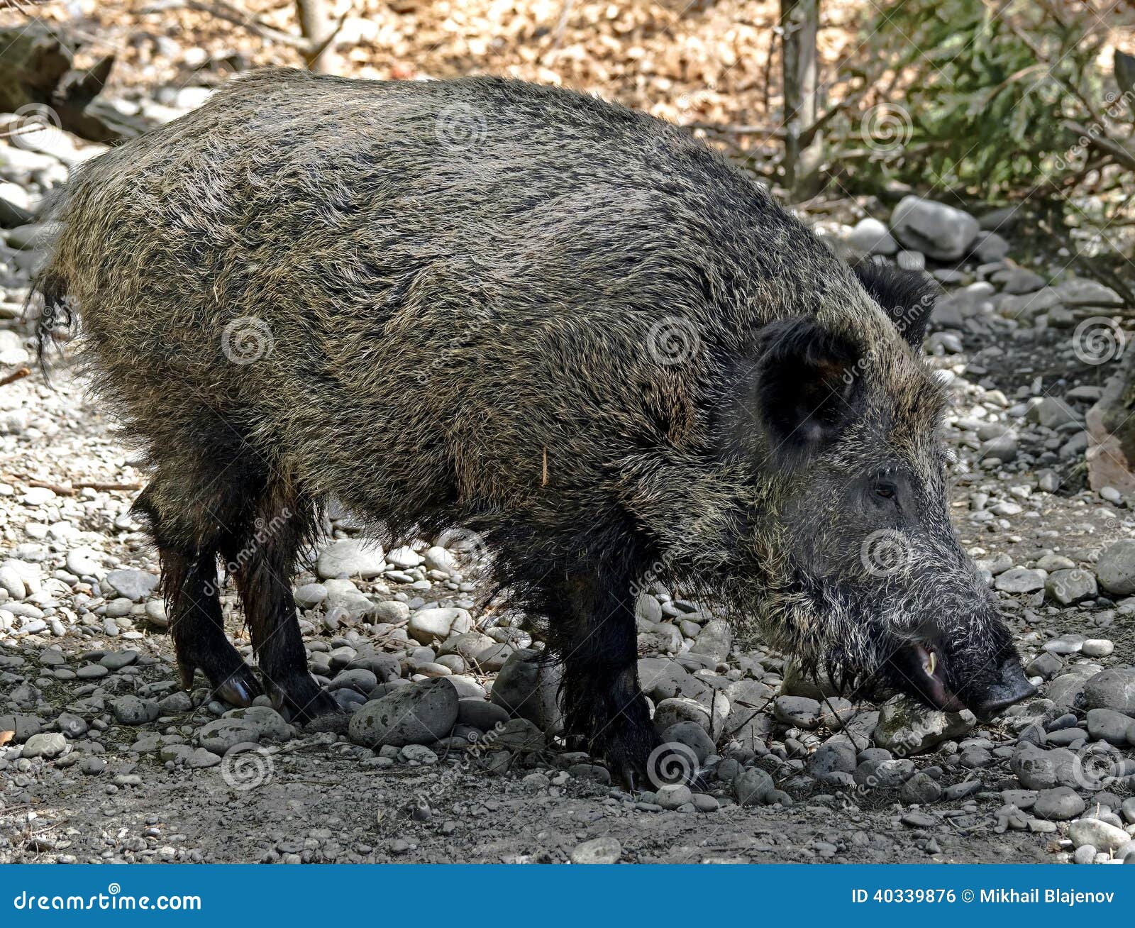 Cinghiale fotografia stock. Immagine di selvaggio, zoologia - 40339876