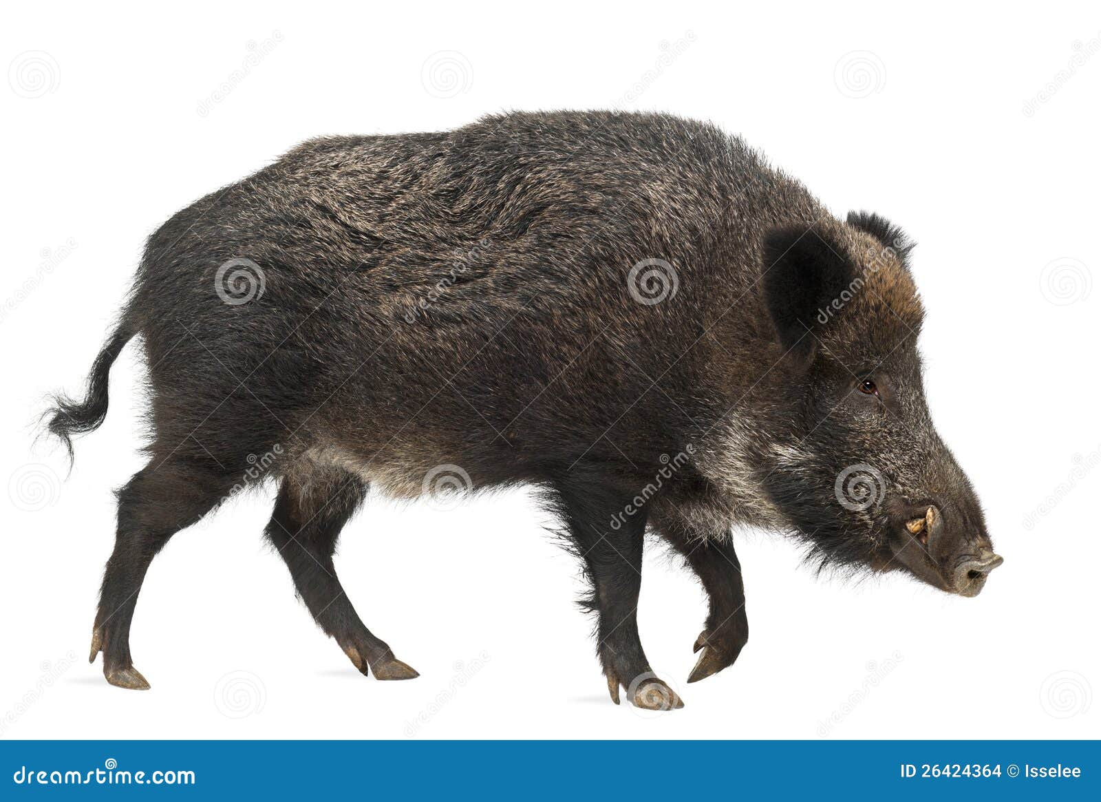 Cinghiale, Anche Maiale Selvaggio, Scrofa Del Sus Fotografia Stock ...