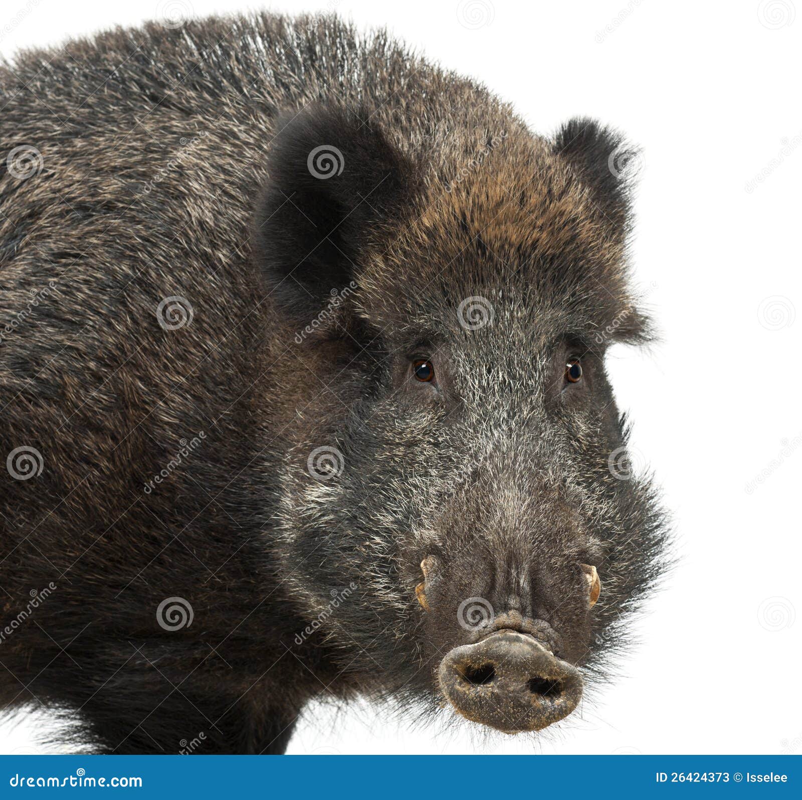 Cinghiale, Anche Maiale Selvaggio, Scrofa Del Sus Immagine Stock ...