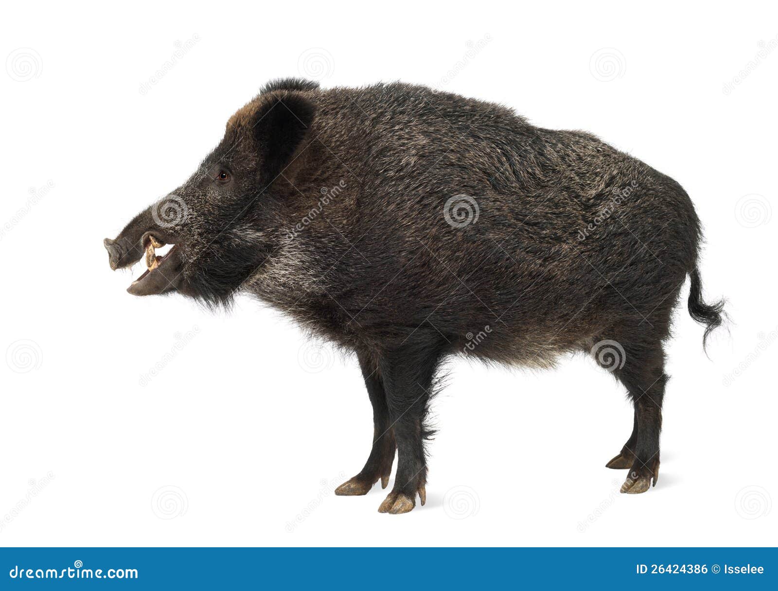 Cinghiale, Anche Maiale Selvaggio, Scrofa Del Sus Fotografia Stock ...