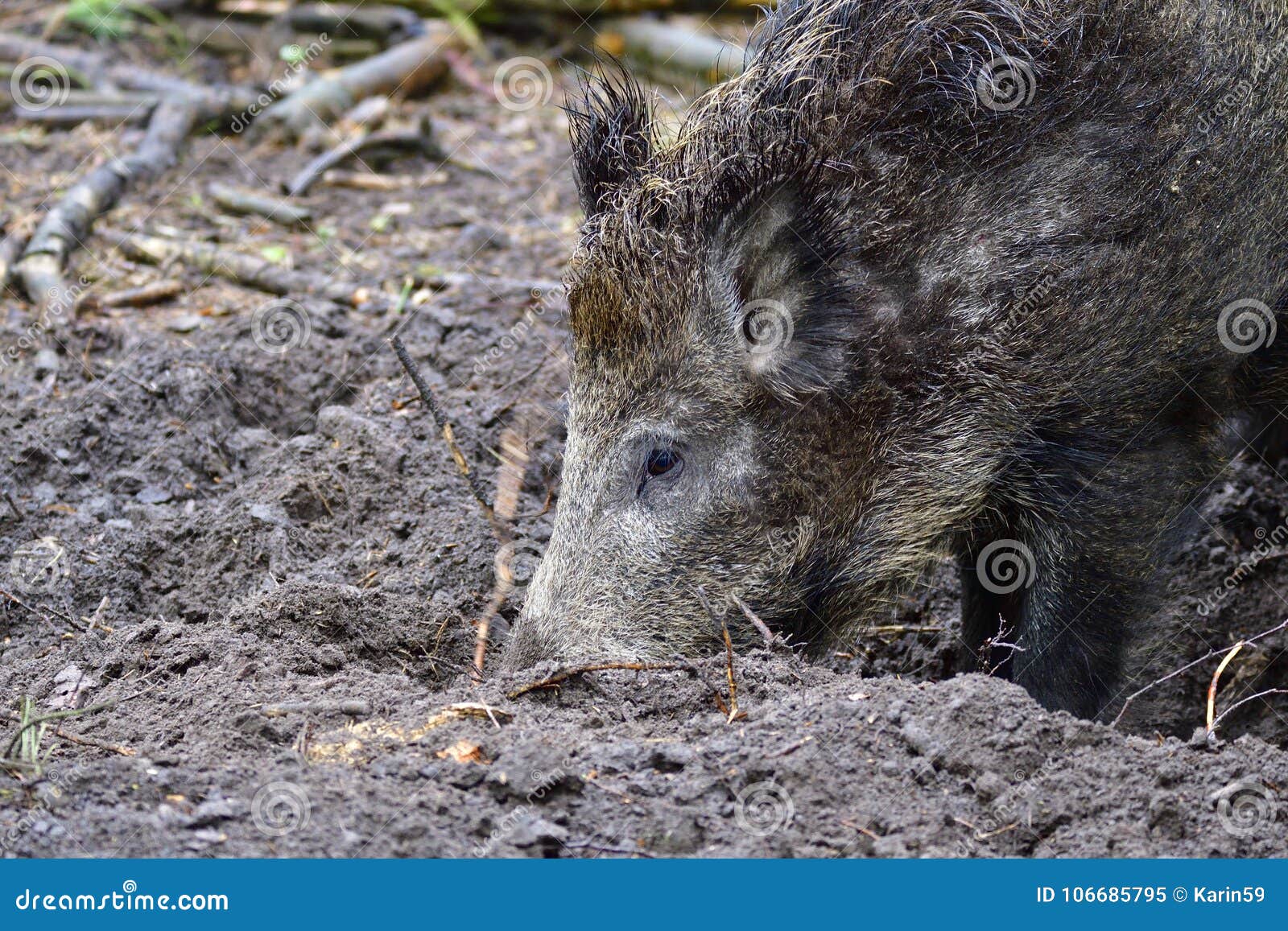 Cinghiale Che Cerca Alimento Immagine Stock - Immagine di animale ...