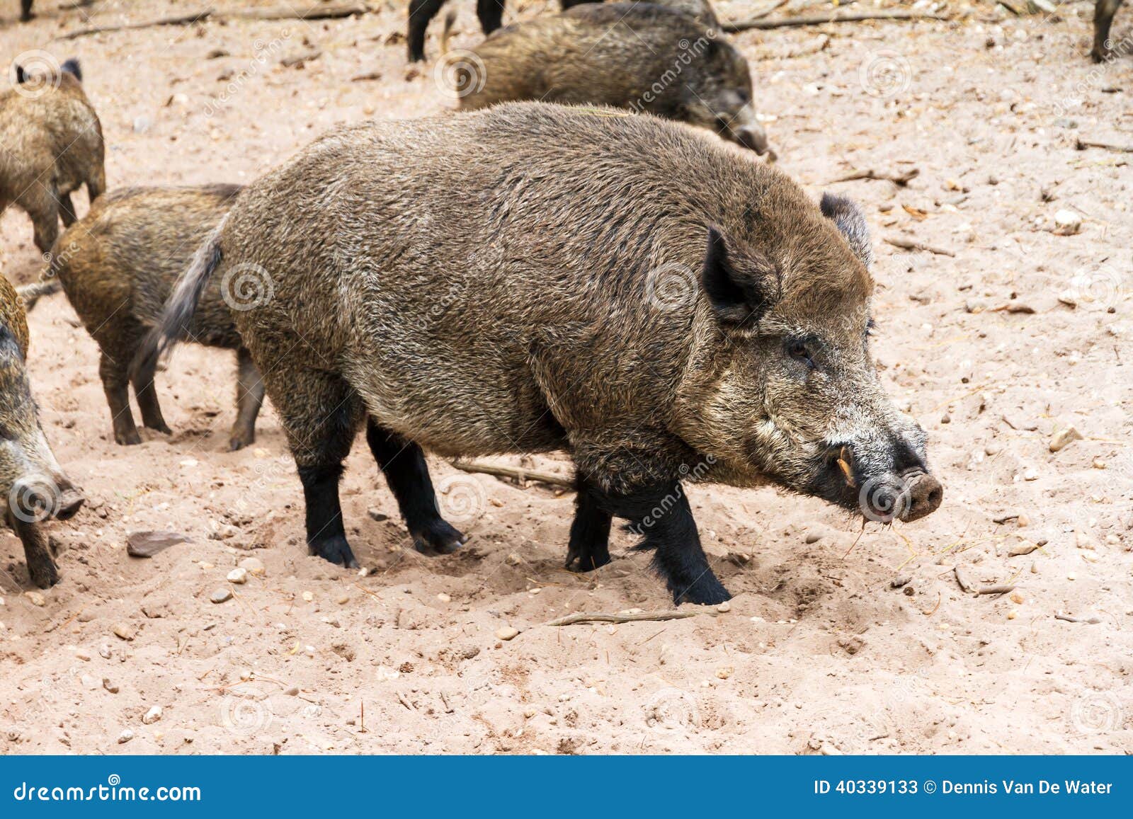 Cinghiale Dell'alfa Maschio Immagine Stock - Immagine di selvaggio ...