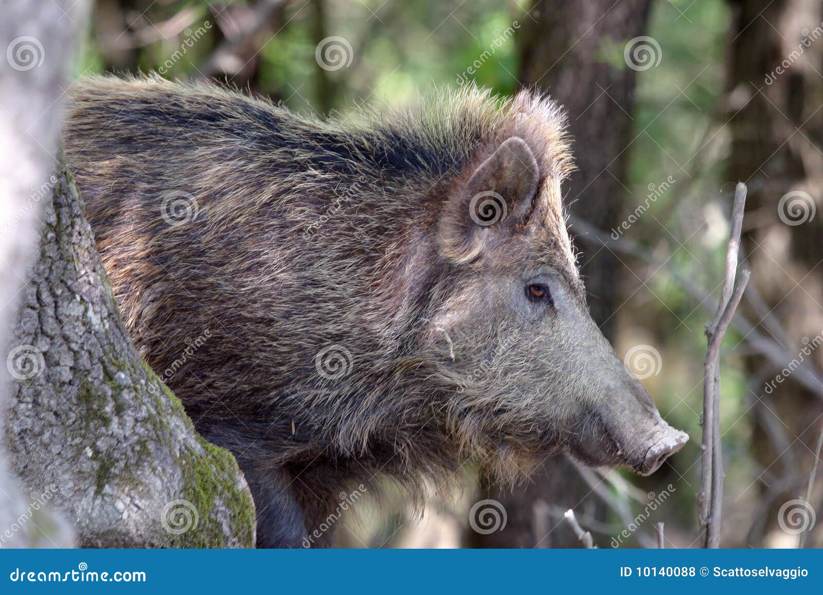 Cinghiale O Maiale Selvaggio (scrofa Del Sus) Fotografia Stock ...