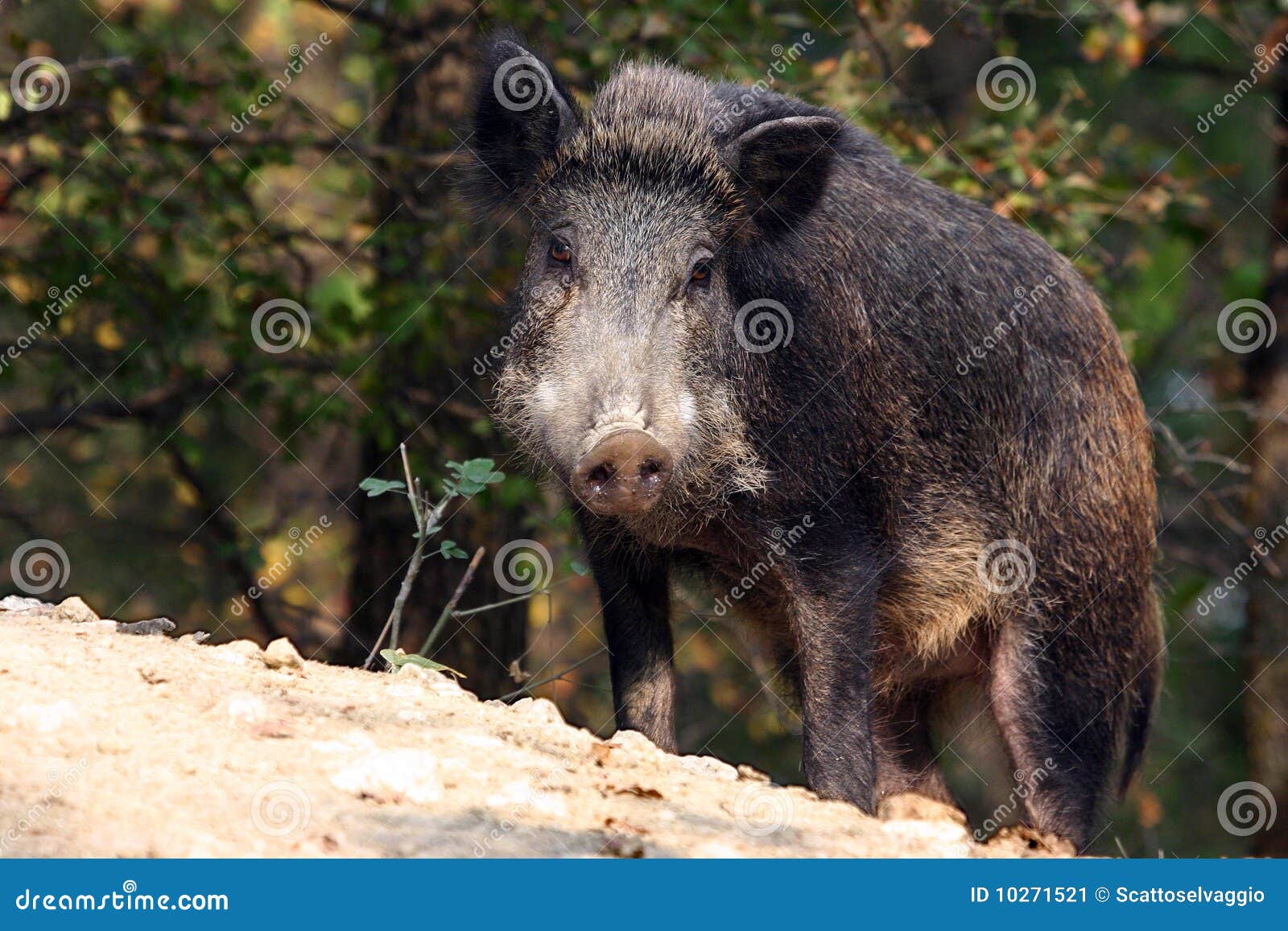 Cinghiale O Maiale Selvaggio (scrofa Del Sus) Immagine Stock - Immagine ...