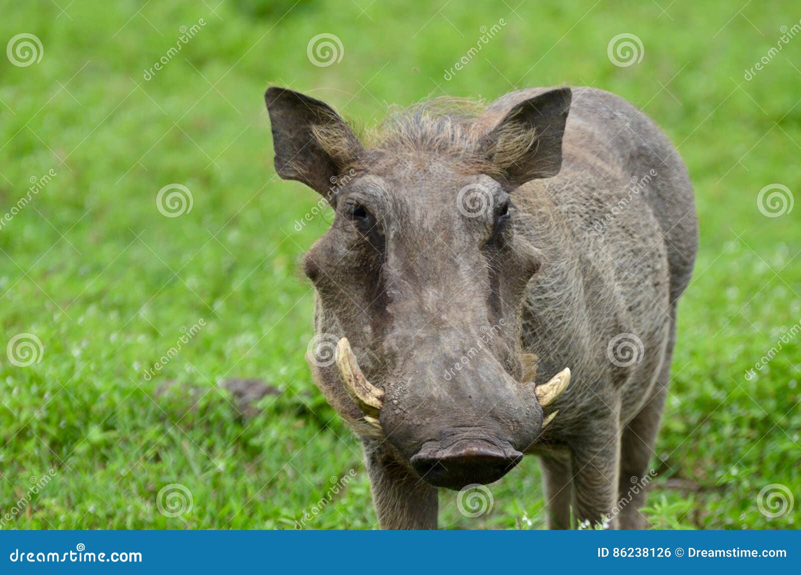 Cinghiale stock photo. Image of grey, serengeti, africa - 86238126