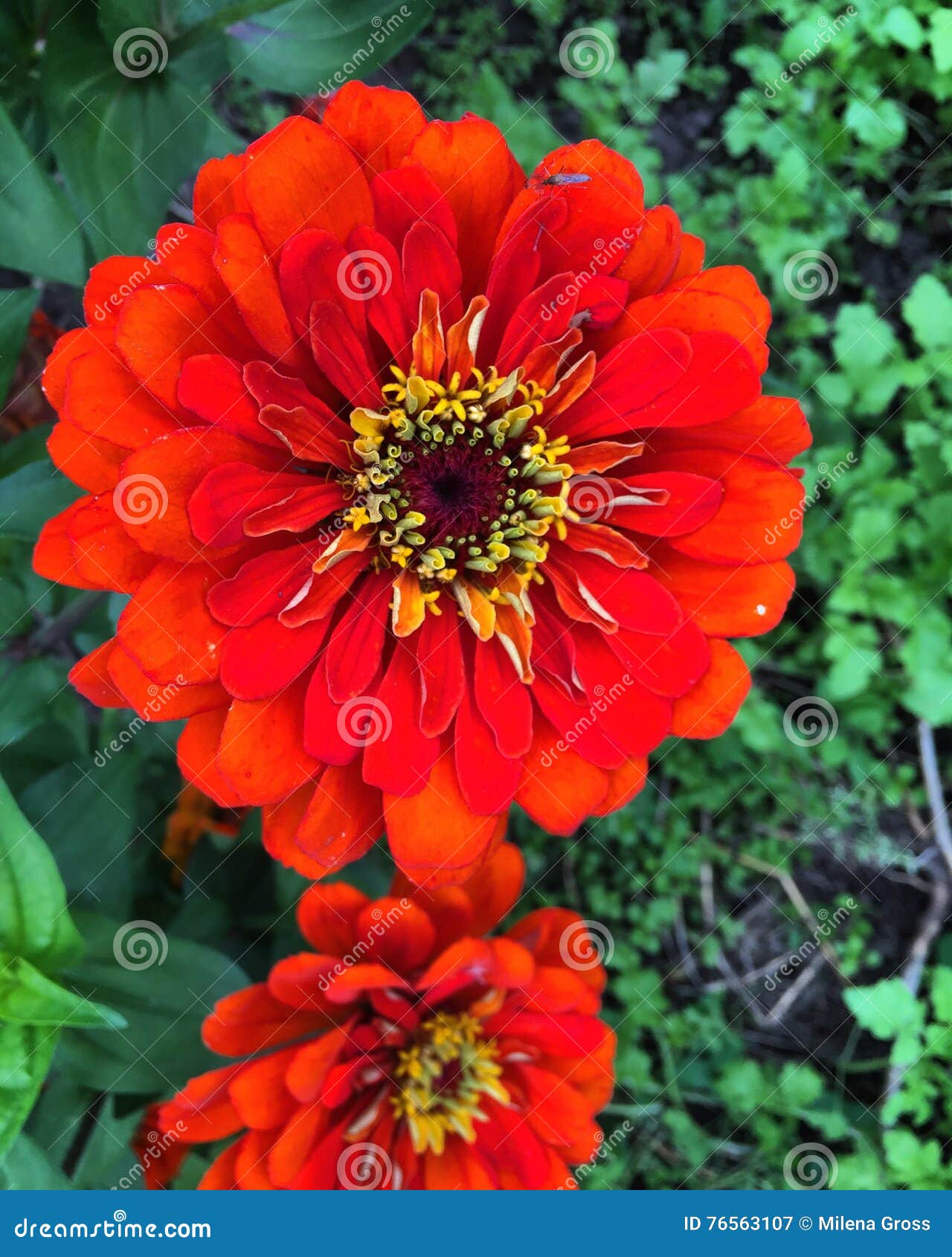 Cinia stock image. Image of cinia, bymeowkitten, flower - 76563107