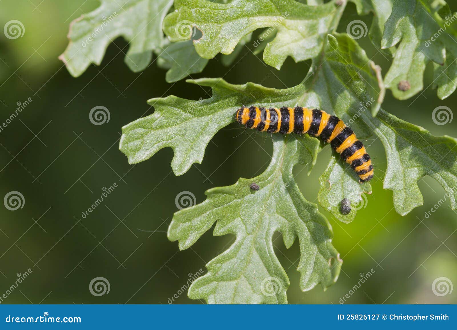 Cinnabar Caterpillar (Tyria Jacobaeae) Stock Image - Image of moth ...