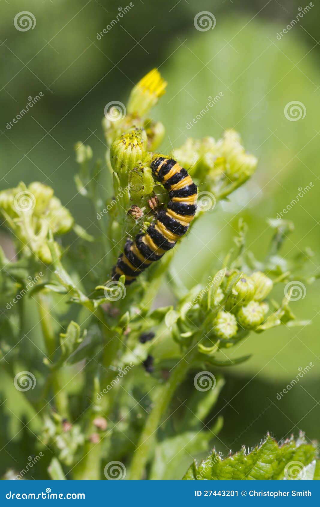 Cinnabar Caterpillar (Tyria Jacobaeae) Stock Image - Image of feeding ...