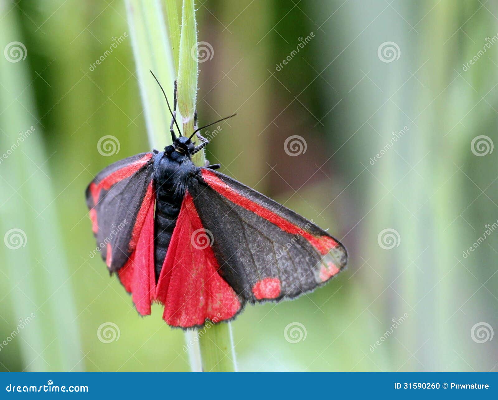Cinnabar Moth stock photo. Image of insect, green, moth - 31590260