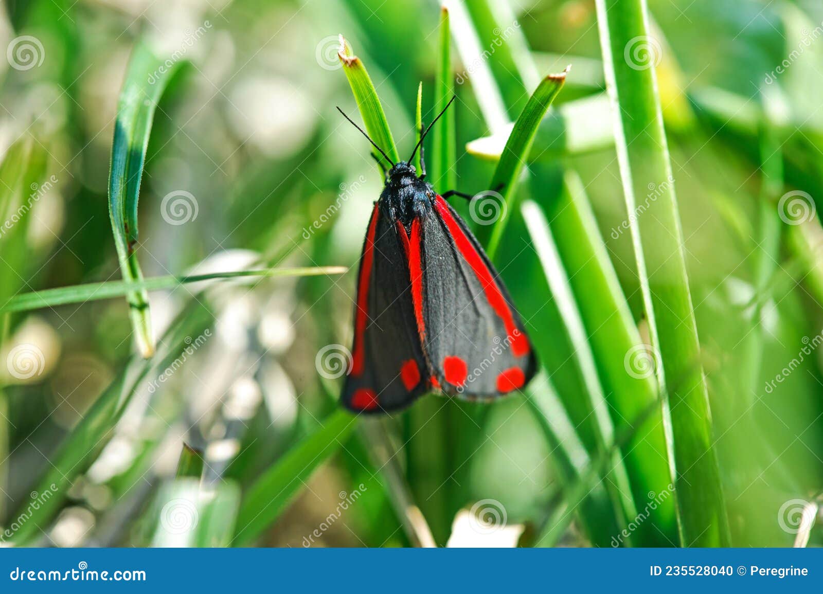 Cinnabar Moth with Red Dots Stock Photo - Image of tyria, active: 235528040