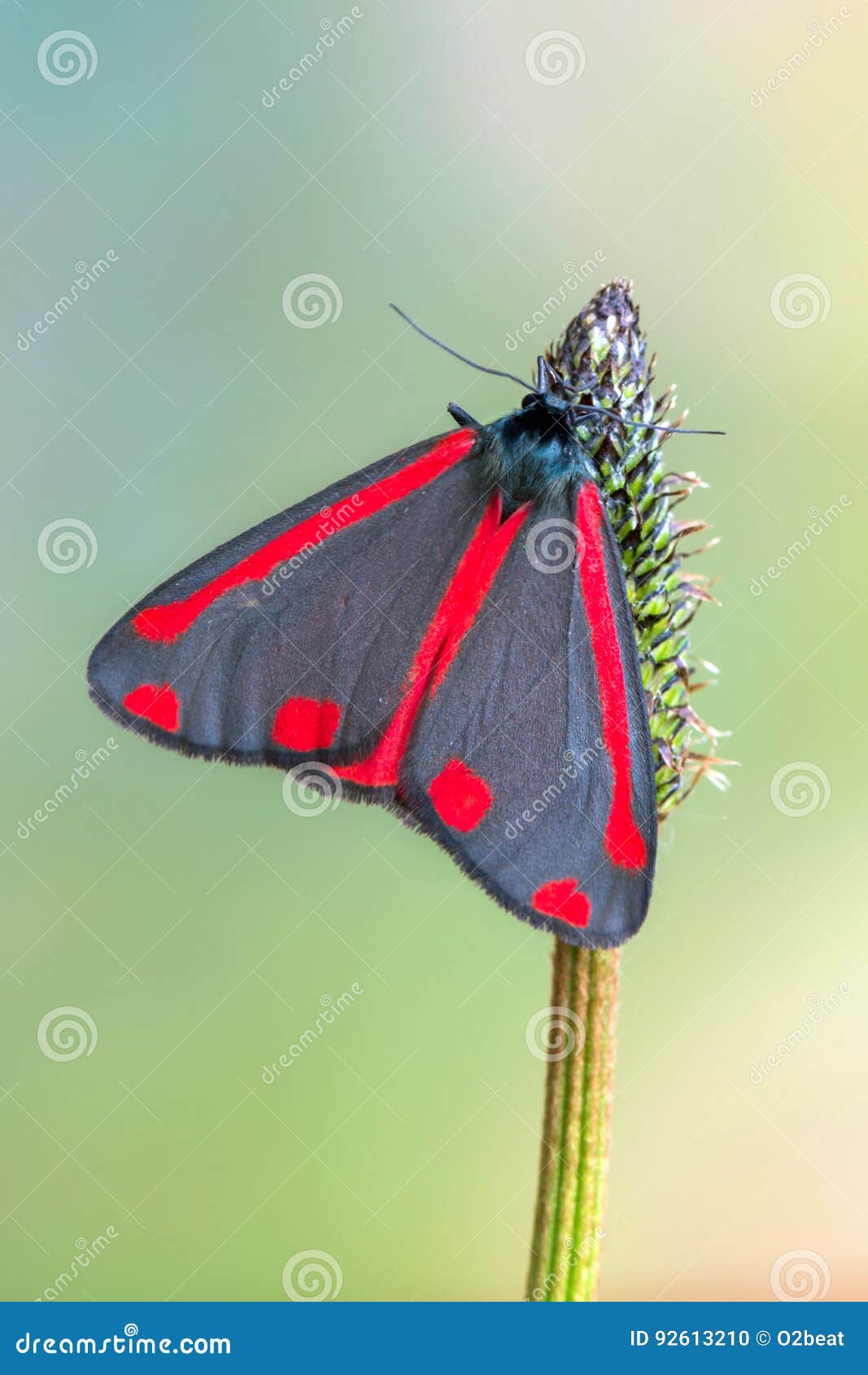 Cinnabar Moth - Tyria Jacobaeae Stock Photo - Image of common, forest ...