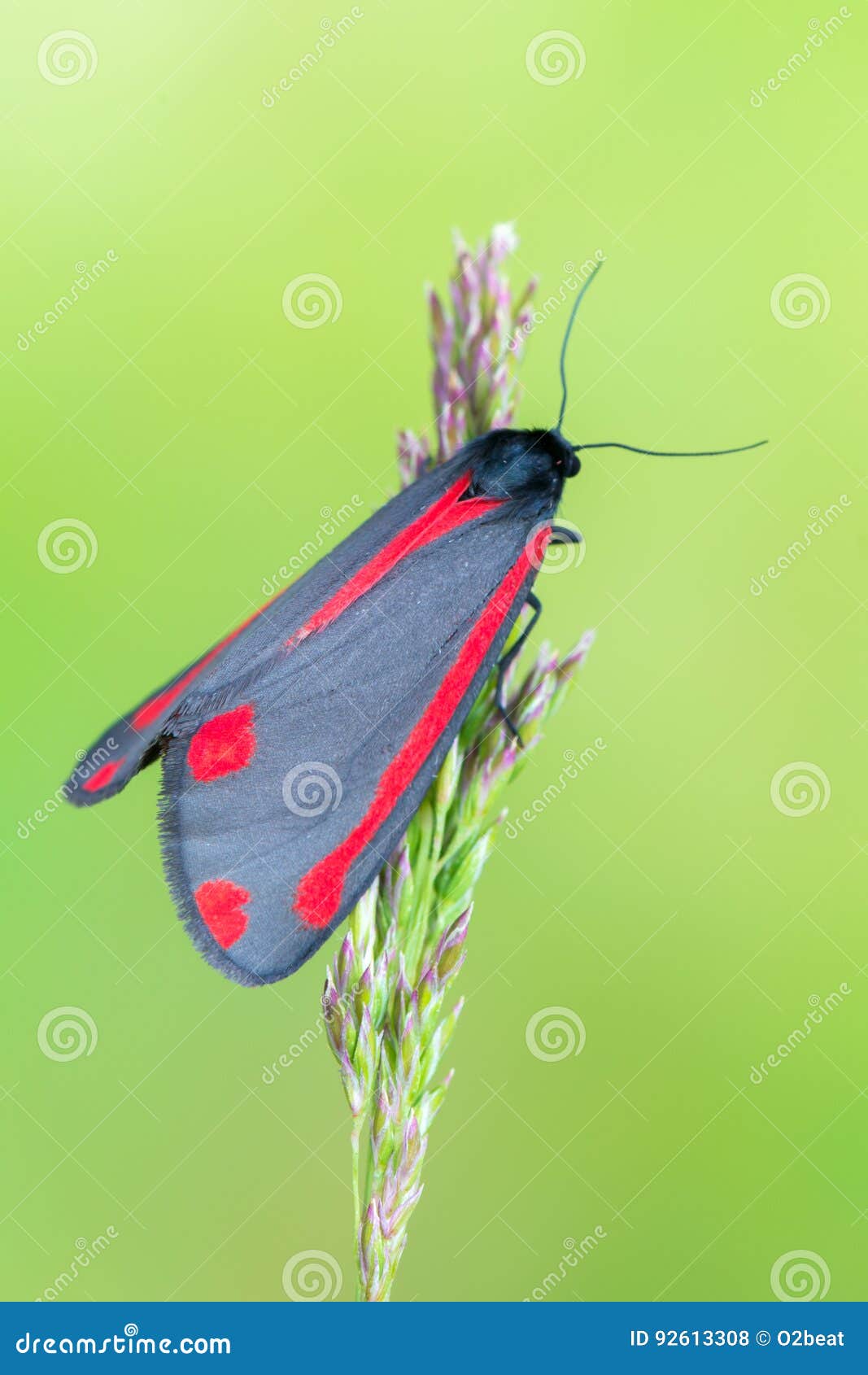 Cinnabar Moth - Tyria Jacobaeae Stock Photo - Image of insect, common ...