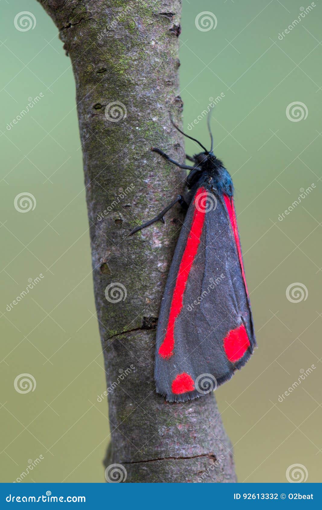 Cinnabar Moth - Tyria Jacobaeae Stock Photo - Image of common, green ...