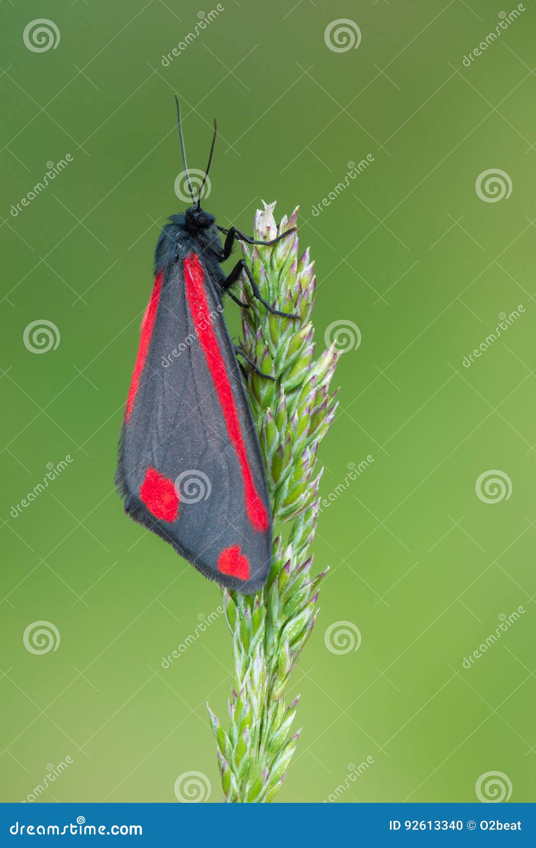 Cinnabar Moth - Tyria Jacobaeae Stock Photo - Image of jacobaeae ...