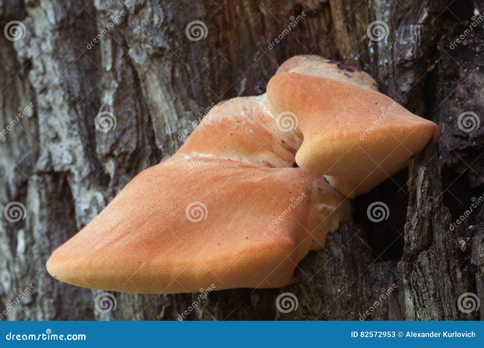 Cinnabar polypore stock image. Image of polypore, yellow - 82572953