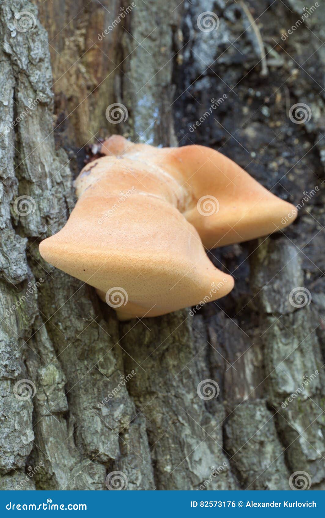 Cinnabar polypore stock photo. Image of fungus, pycnoporus - 82573176