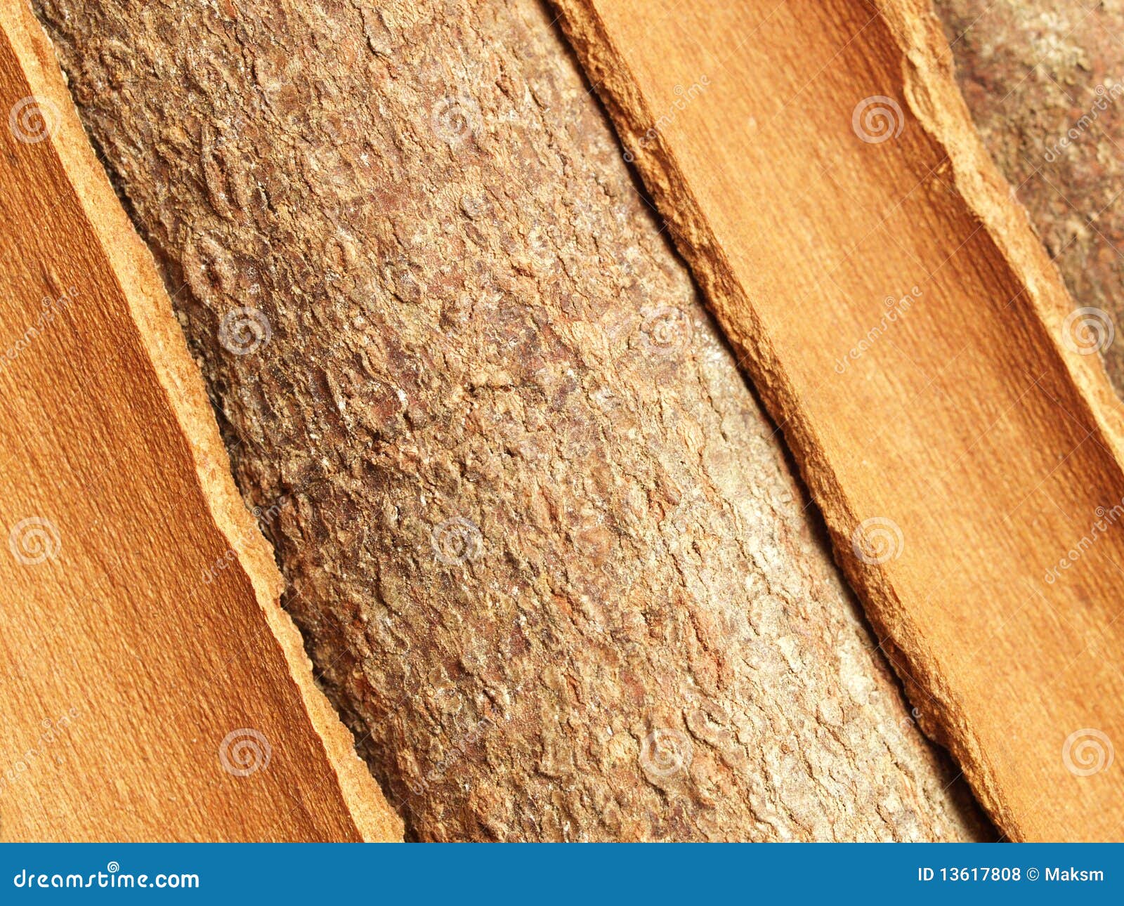 Cinnamon Bark Of The Tree Royalty-Free Stock Photo | CartoonDealer.com ...