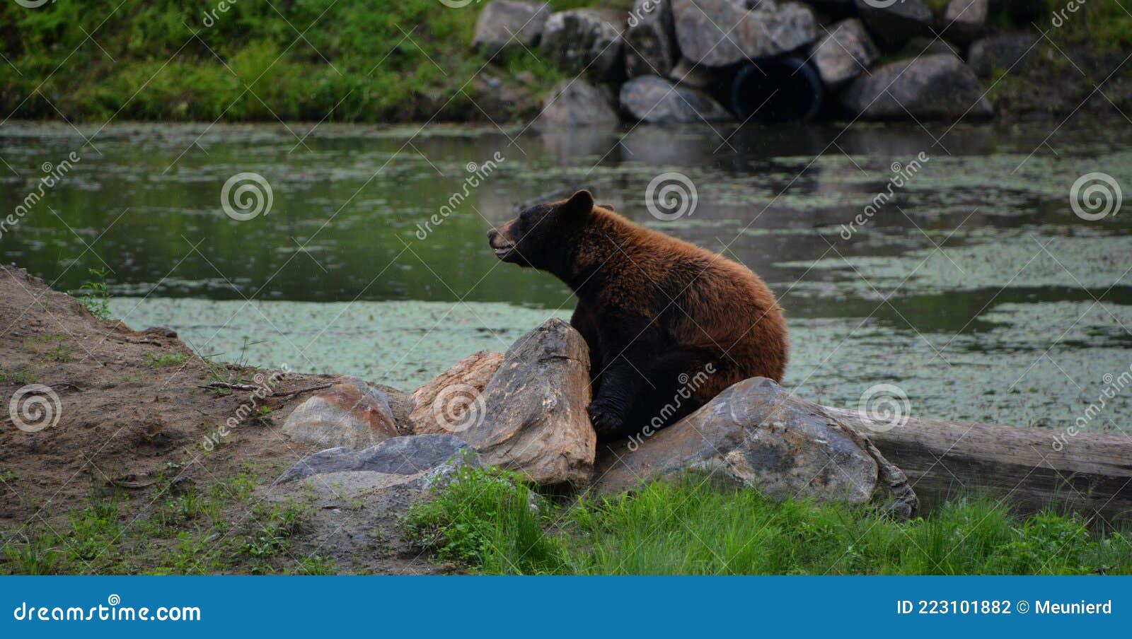 Cinnamon Bear is Both a Highly Variable Color Morph Stock Photo - Image ...