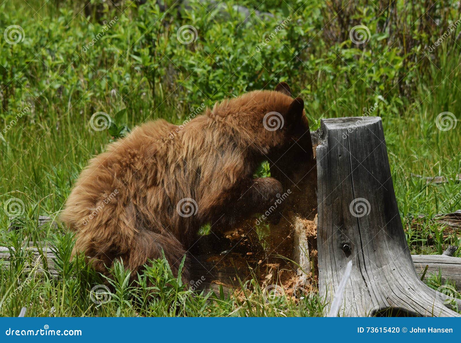 Cinnamon Black Bear Digging Stock Photo - Image of wildlife, wild: 73615420