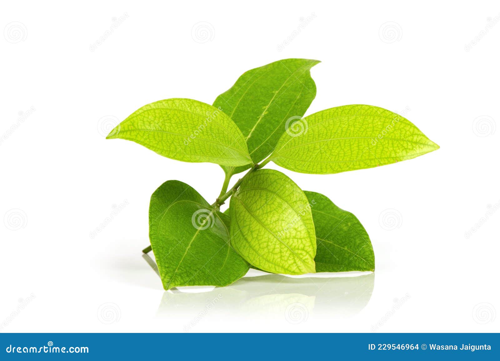Cinnamon Branch Green Leaves Isolated on White Surface Stock Photo ...