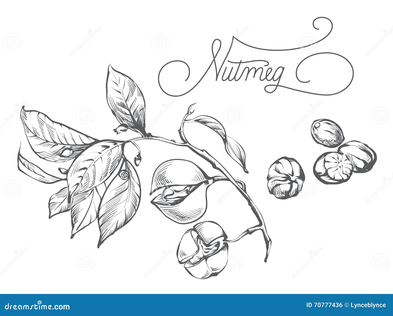 Nutmeg Branch, Leaf, Flower, Bark Stock Vector - Illustration of food ...