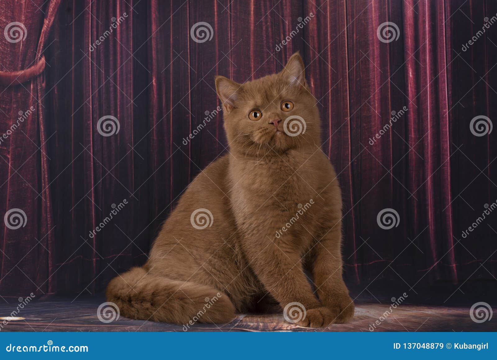 Cinnamon British Cat on Stage Stock Image - Image of house, tail: 137048879