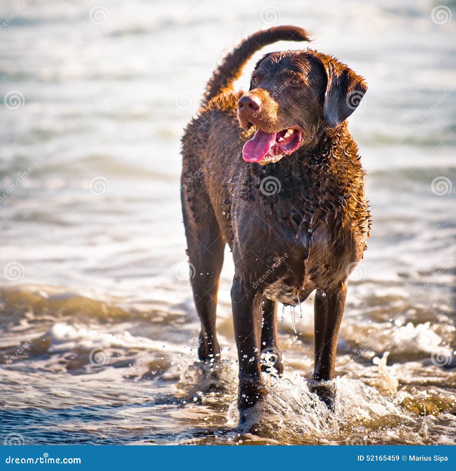 Cinnamon Chesapeake Labrador in Water Stock Image - Image of labrador ...