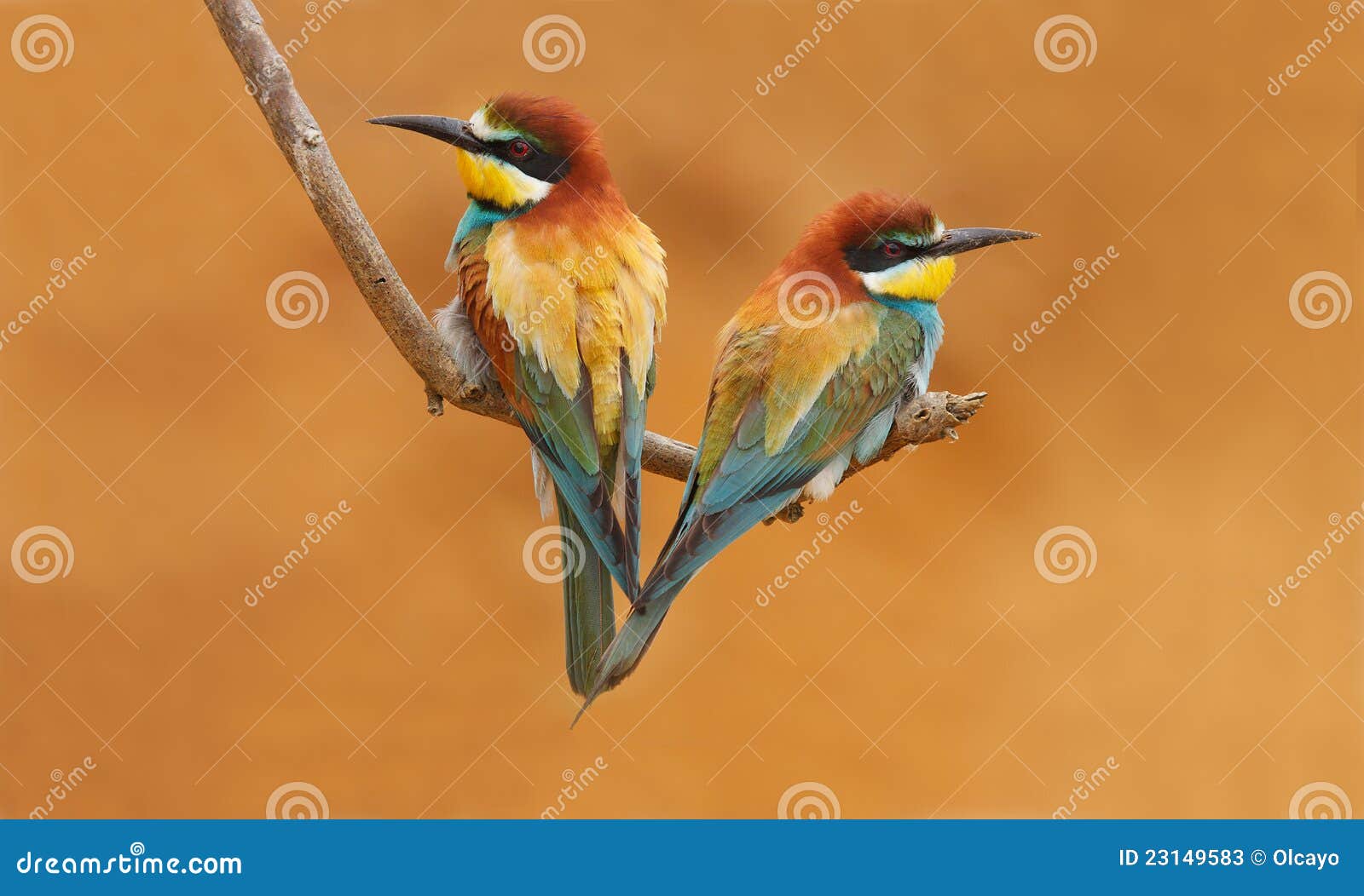 Royalty Free Images, Cartoons, Illustrations And Photos Designed By ...