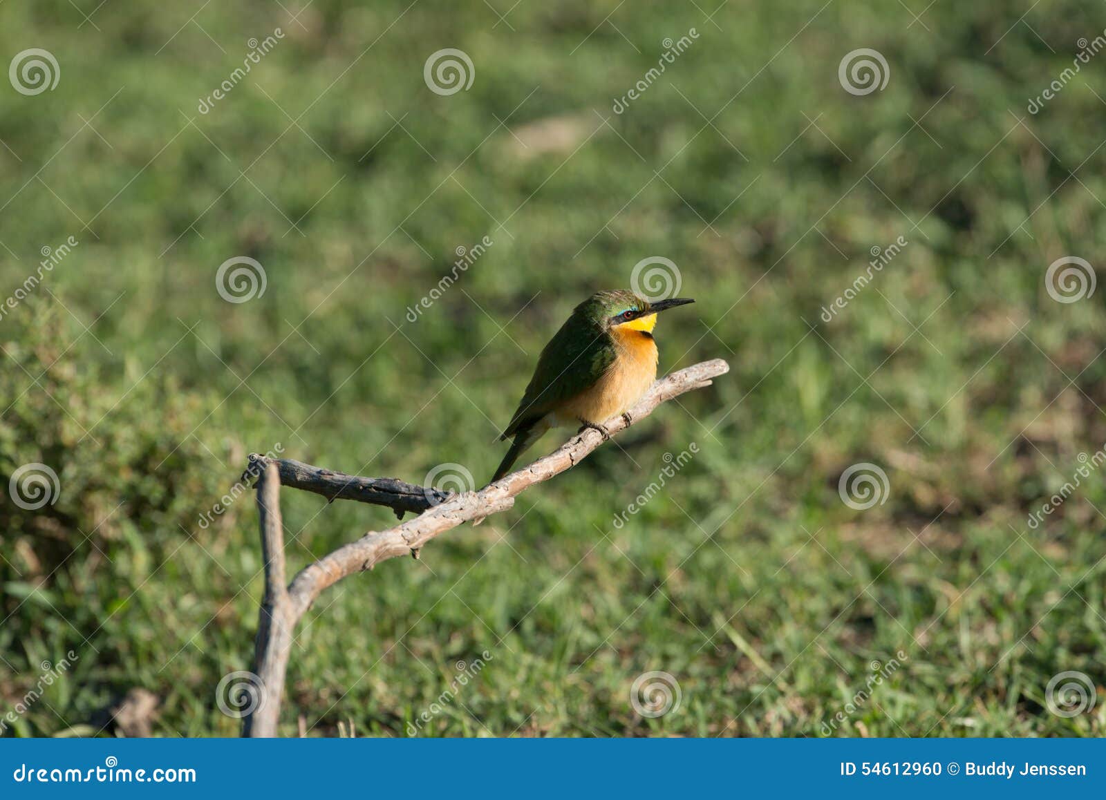 Cinnamon Chested Bee Catcher Royalty-Free Stock Photography ...