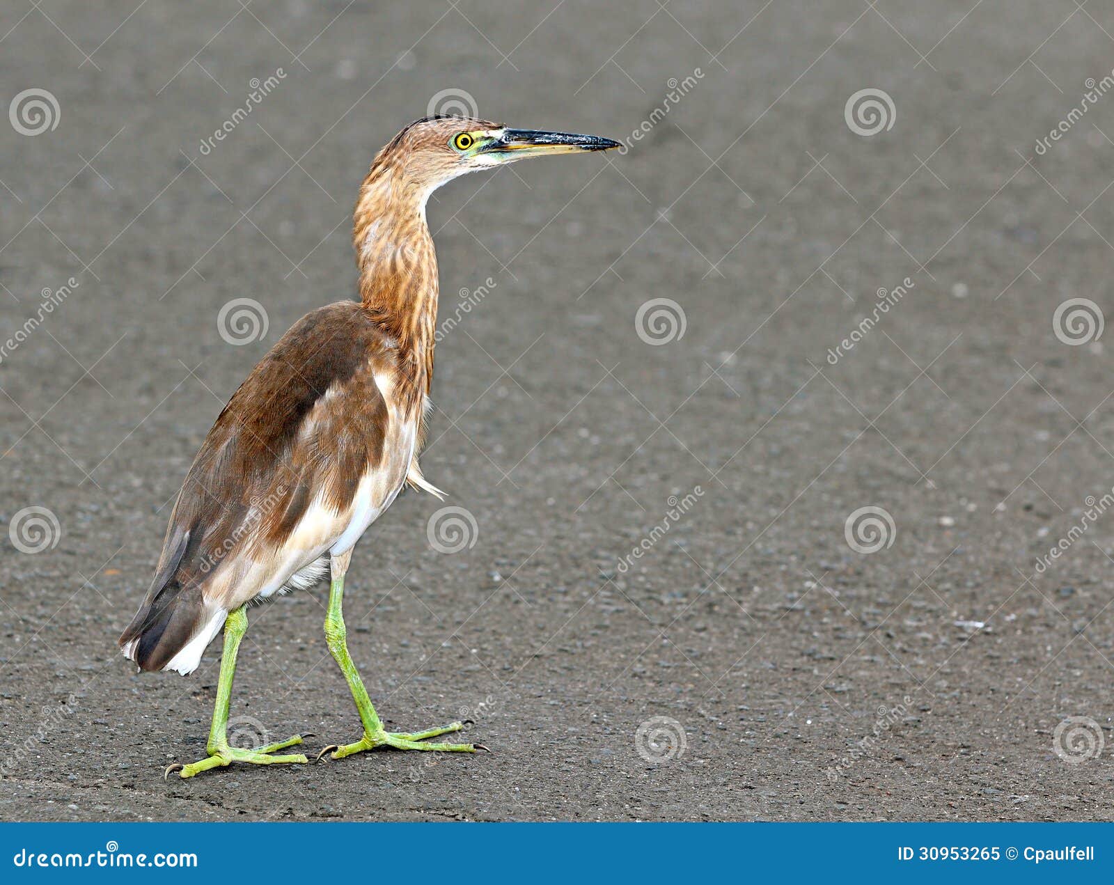 Cinnamon Chestnut Bittern stock image. Image of life - 30953265