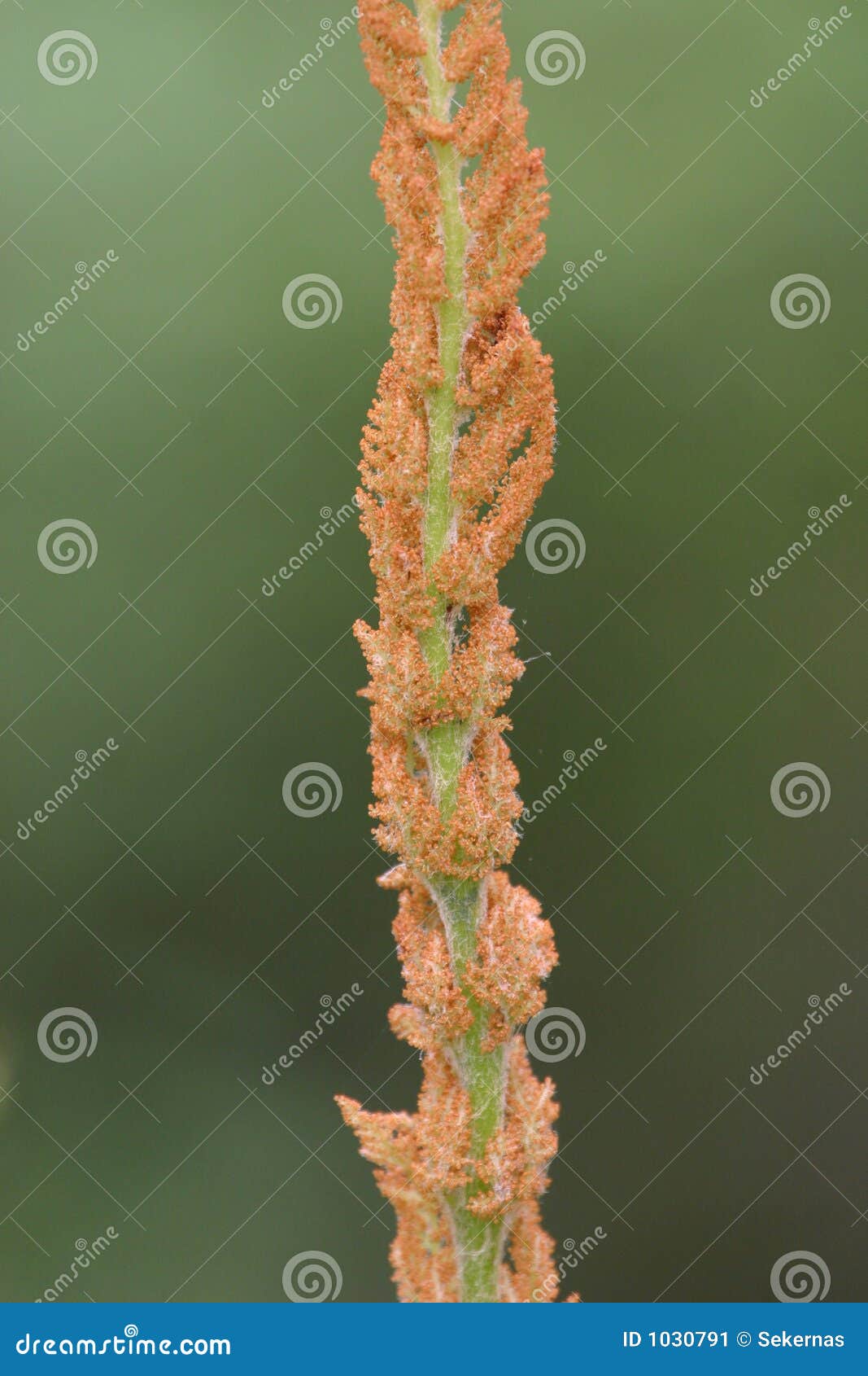 Cinnamon fern stock image. Image of micro, details, stems - 1030791