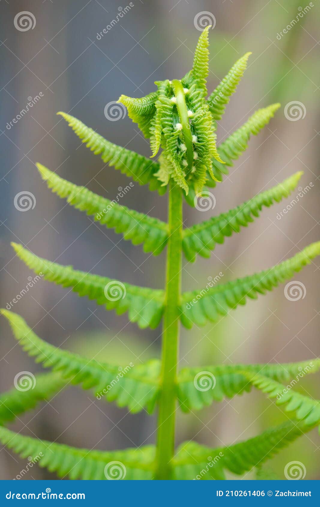 Cinnamon Fern with Bend and Spores at the Top Stock Photo - Image of ...