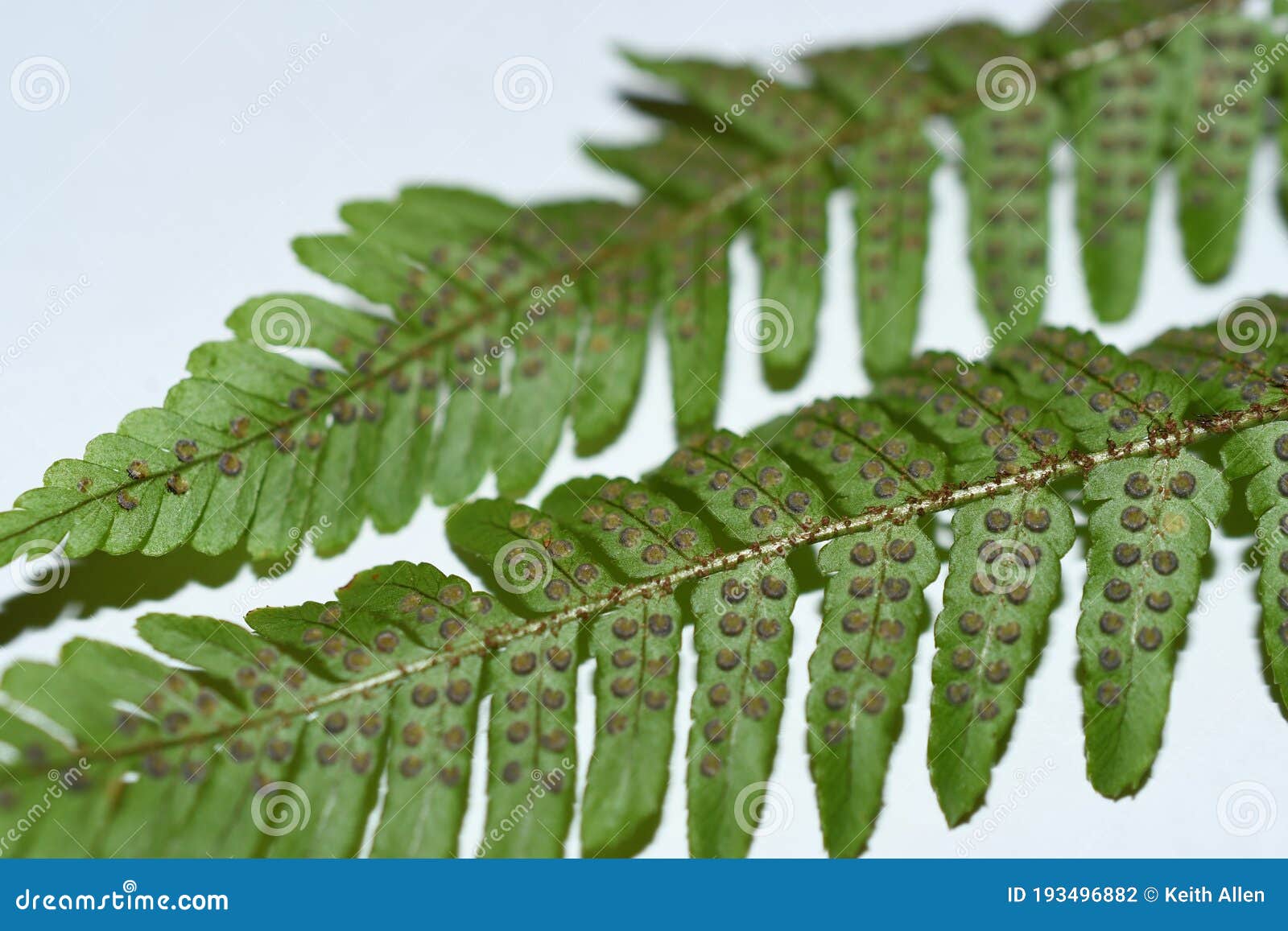 Fern Sorus Cross Section. Incision Through The Fern Sorus Under A ...