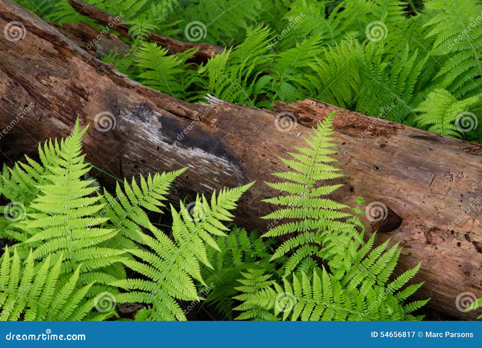 1,627 Fern Log Stock Photos - Free & Royalty-Free Stock Photos from ...