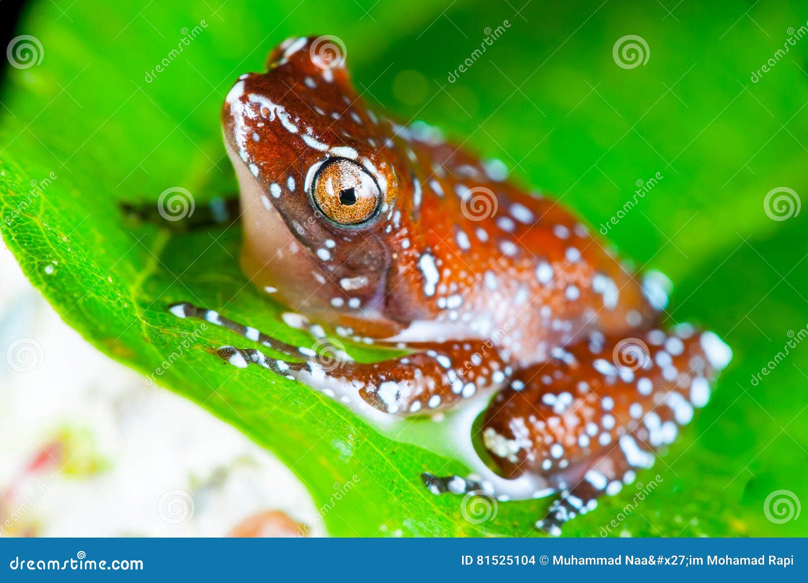 Cinnamon Frog stock photo. Image of jungle, night, frog - 81525104