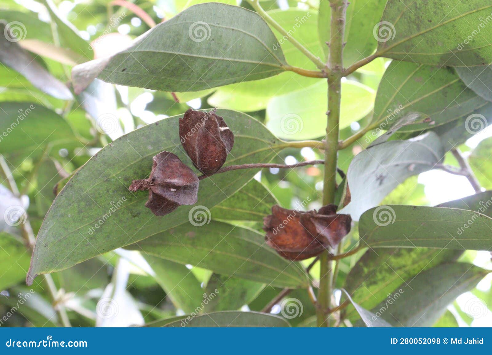 Cinnamon Fruit on Tree in Farm Stock Photo - Image of bunch, condiment ...