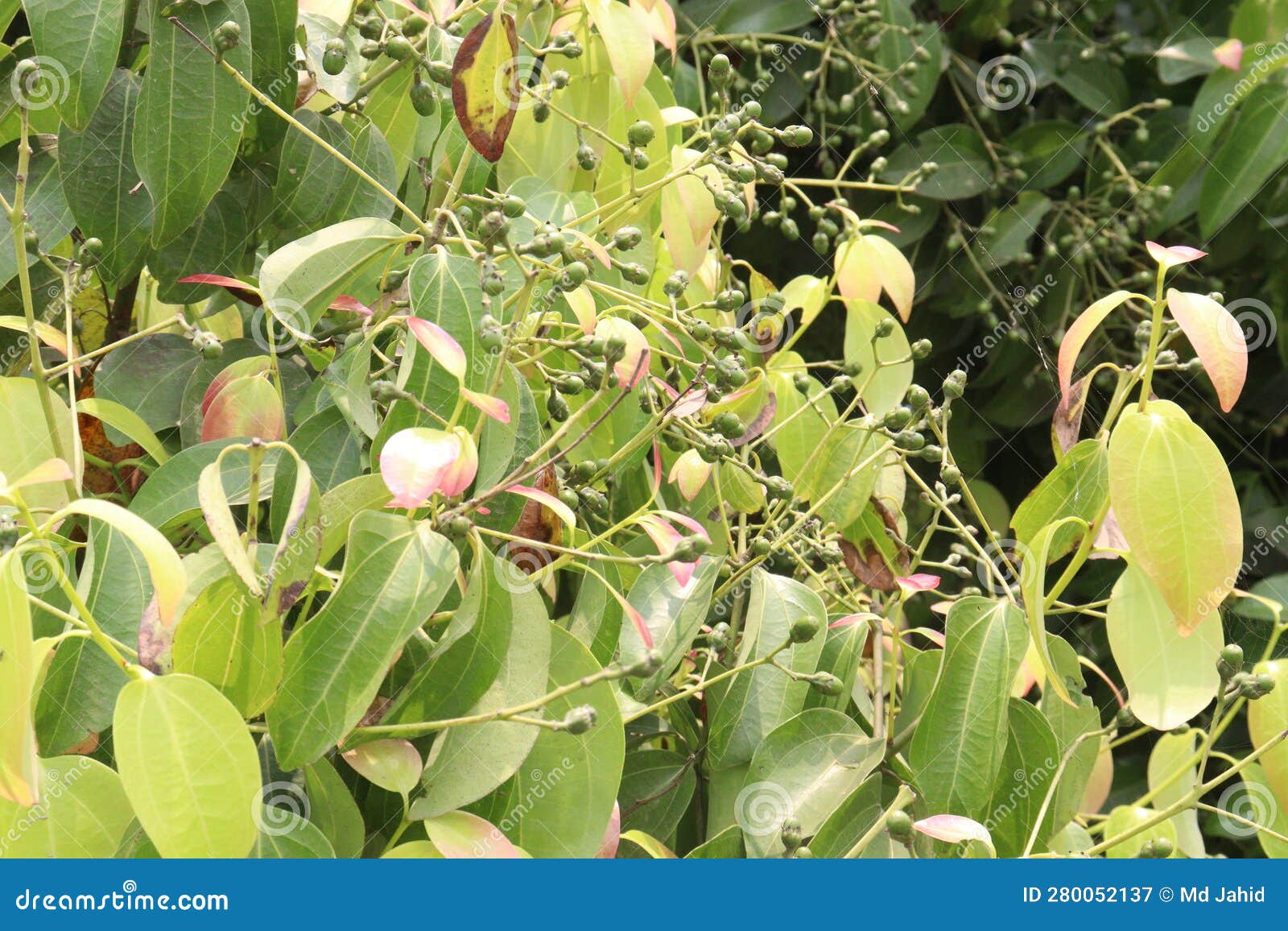 Cinnamon Fruit on Tree in Farm Stock Image - Image of verum, cinnamomum: 280052137