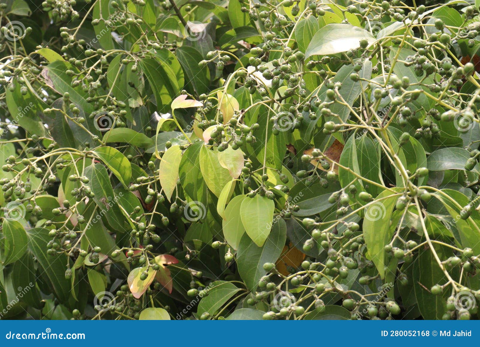 Cinnamon Fruit on Tree in Farm Stock Photo - Image of cook, taste ...
