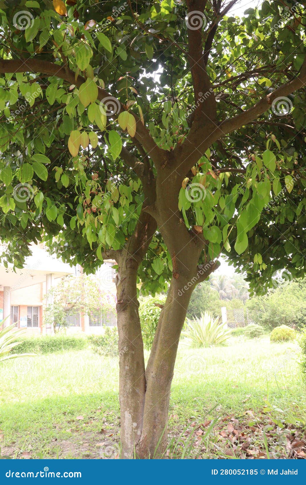 Cinnamon Fruit on Tree in Farm Stock Image - Image of brown, cinnamon ...
