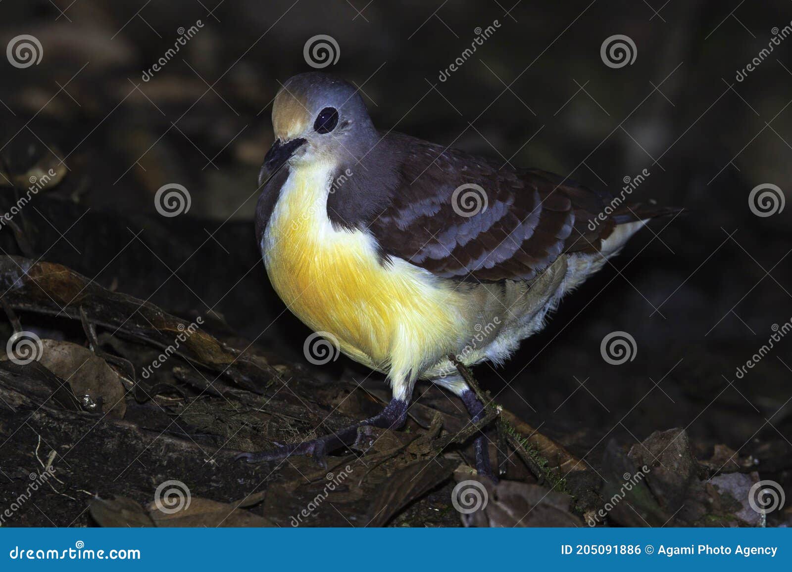 Cinnamon Ground Dove, Gallicolumba Rufigula Stock Photo - Image of ...