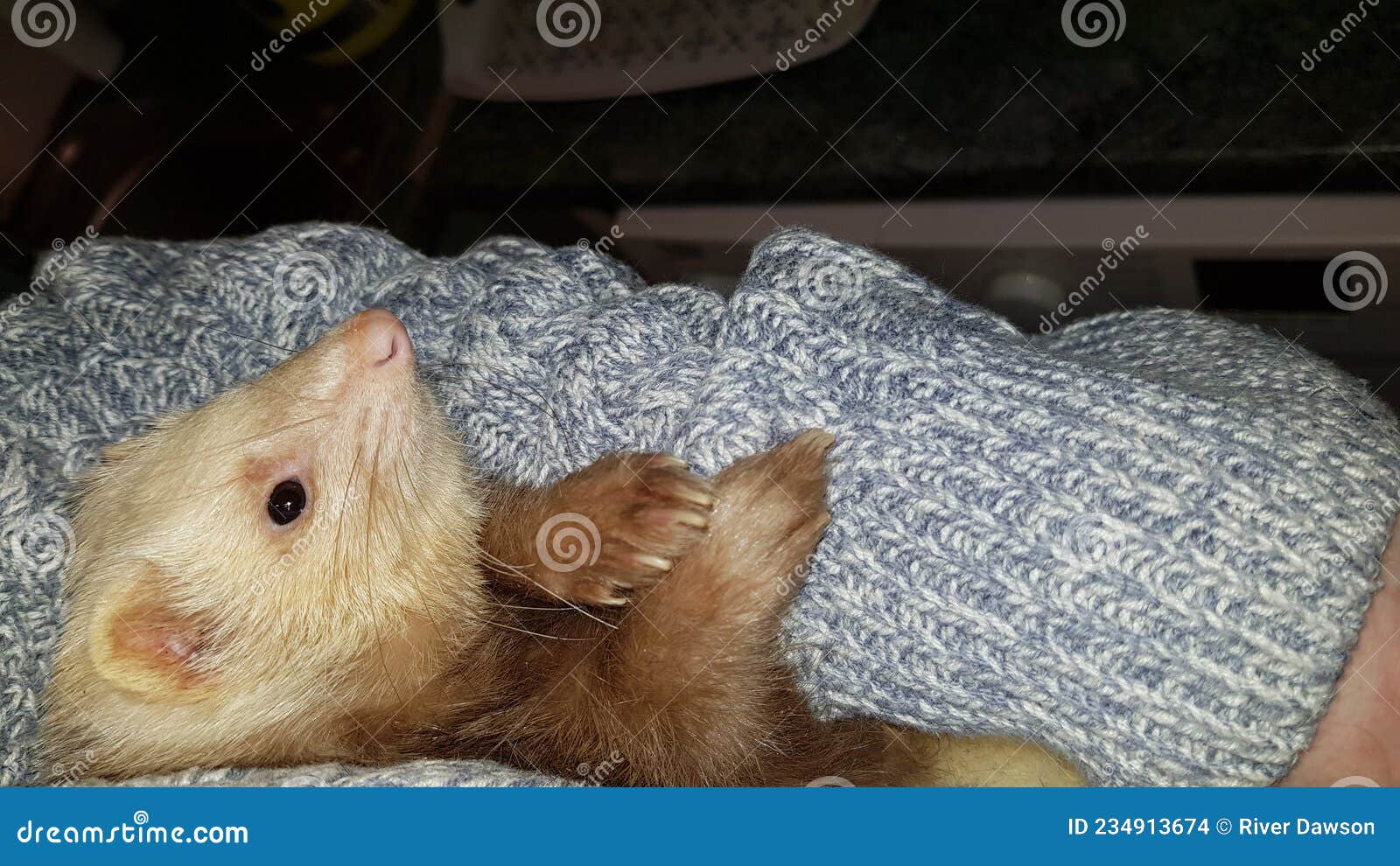 Cinnamon Jill Ferret 1 Year Old Stock Photo - Image of mammal, year ...
