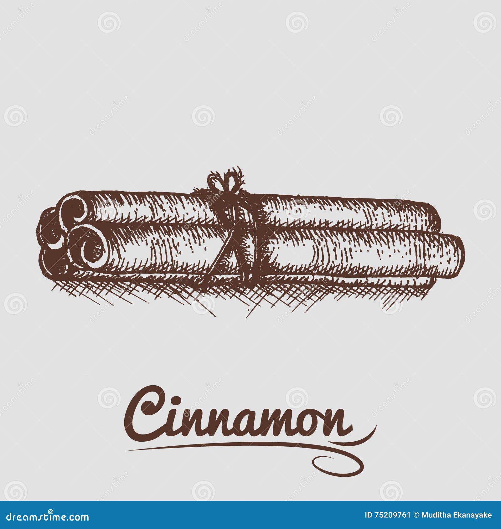 Cinnamon stock vector. Illustration of white, sketch - 75209761