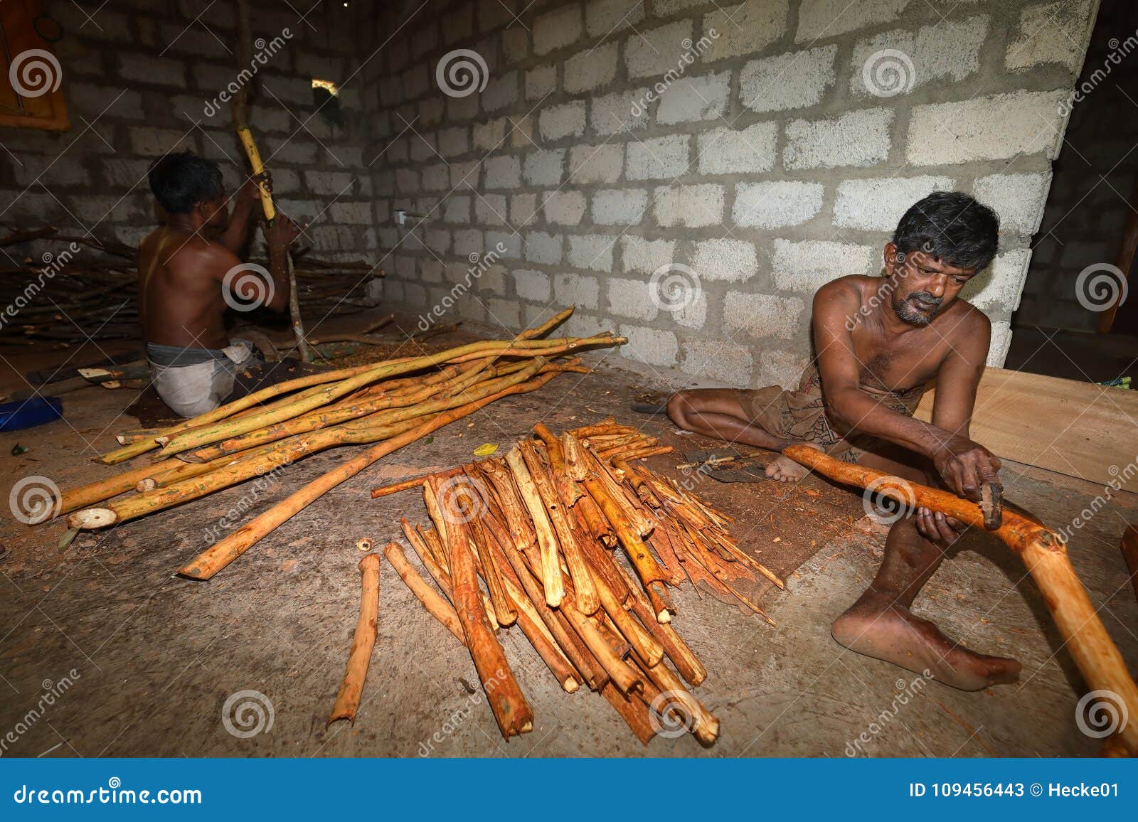 Cinnamon Production in Sri Lanka Stock Image - Image of lanka, working ...