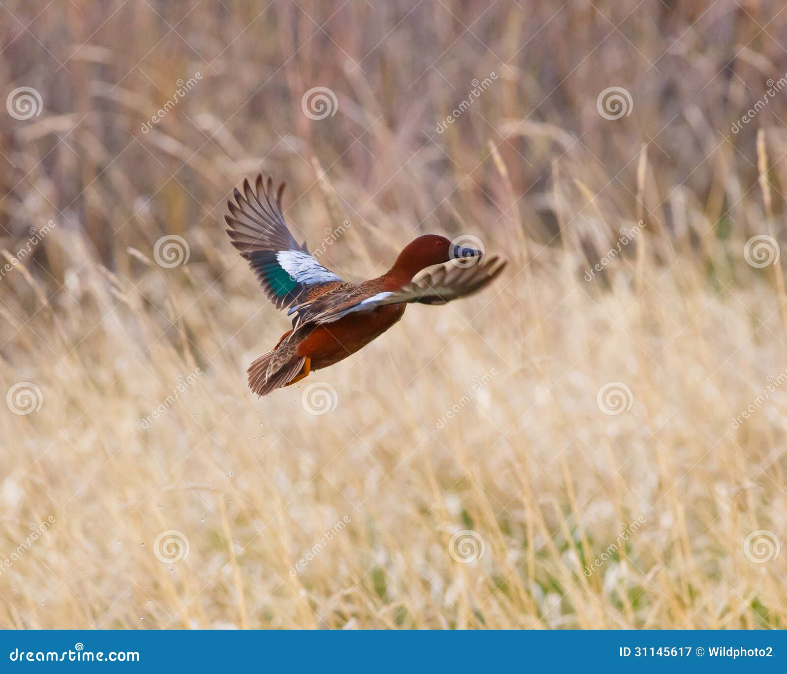 Cinnamon Teal in flight stock image. Image of nature - 31145617