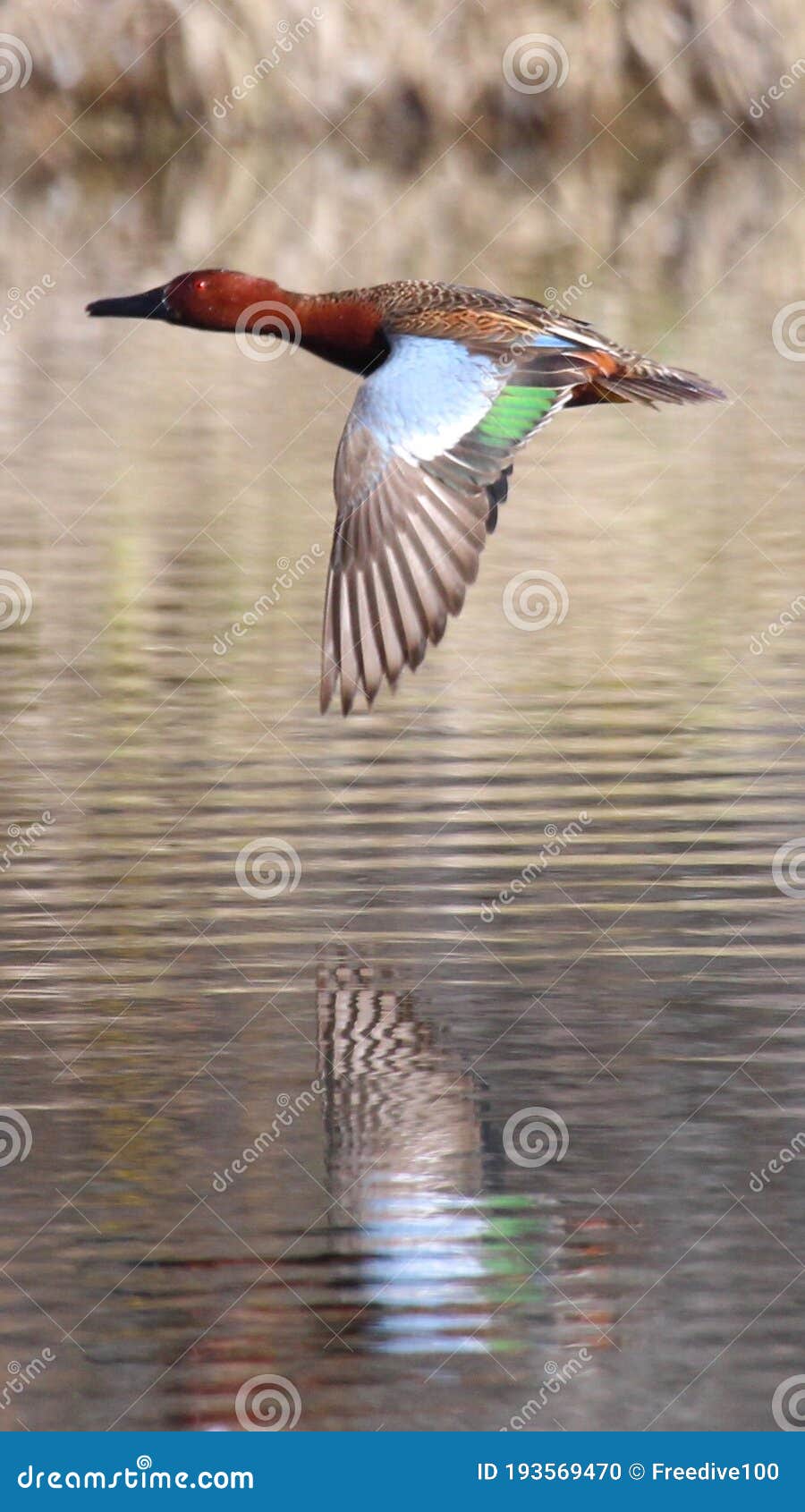 Cinnamon Teal Takes Flight stock photo. Image of flight - 193569470