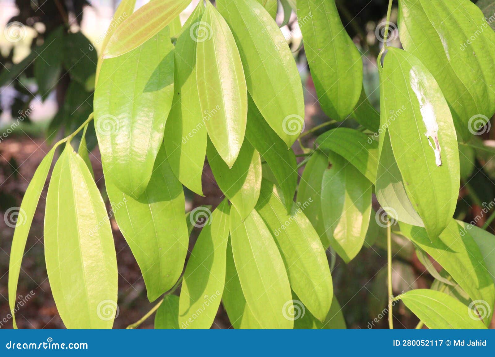 Cinnamon Plant Harvest