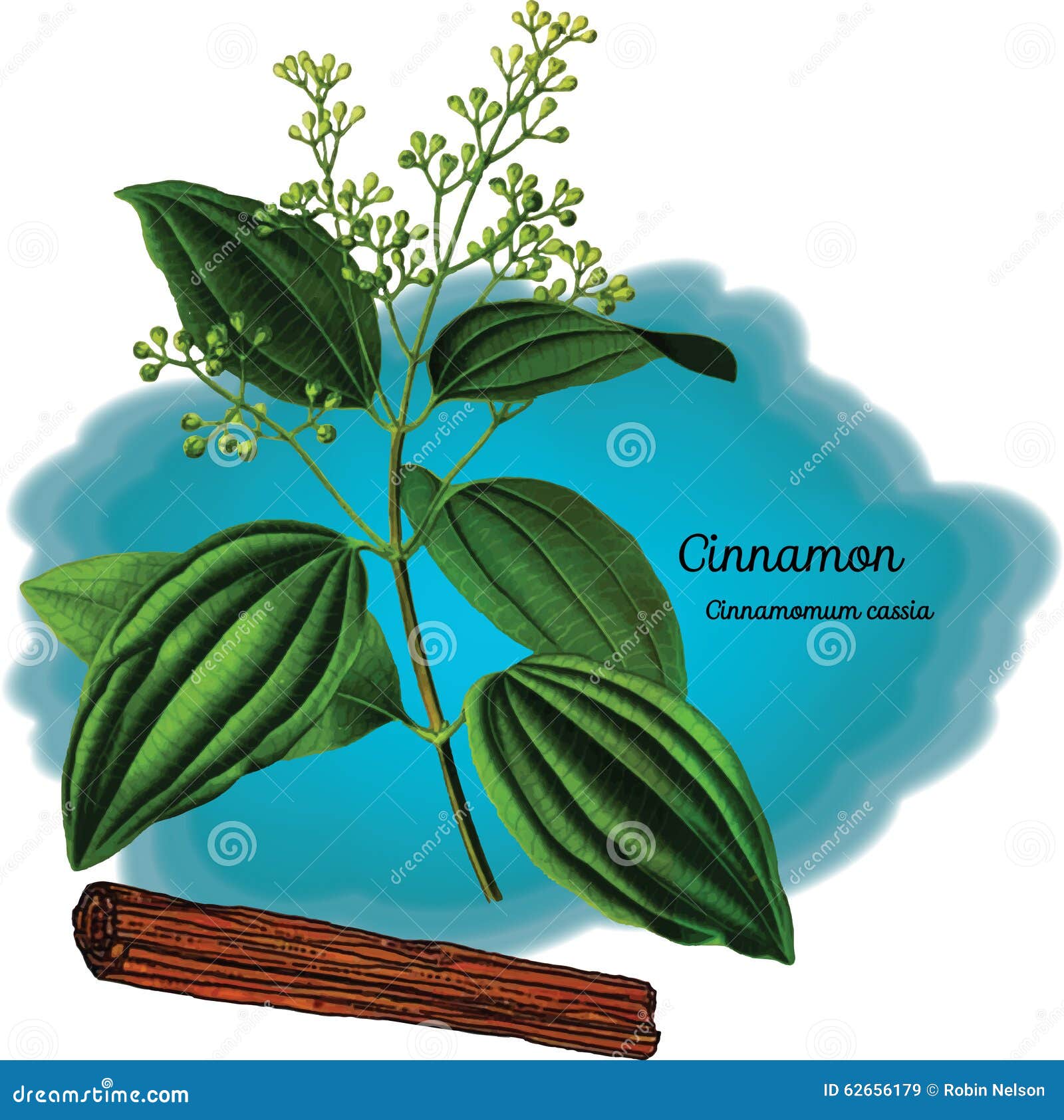 Cinnamon stock vector. Illustration of drawing, cinnamon - 62656179